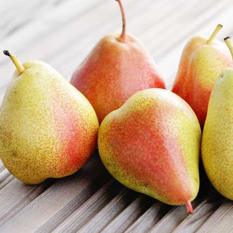 Birne Krystalia (7951): setzlinge Günstiger kaufen bei GradinaMax.de