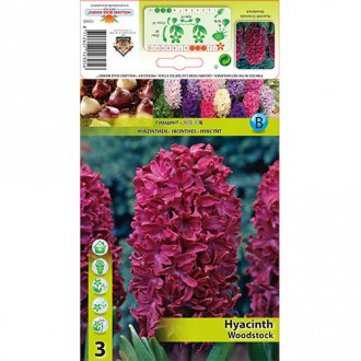 Hyazinthe | Sie können günstig und sicher einkaufen GradinaMax.de