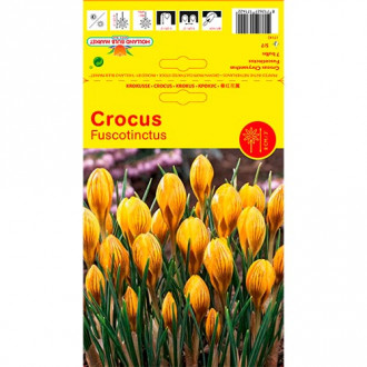 Krokus | Sie können günstig und sicher einkaufen GradinaMax.de